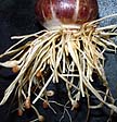 Wayne Schmidt's Flowering Bulb Page