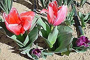 Wayne Schmidt's Flowering Bulb Page